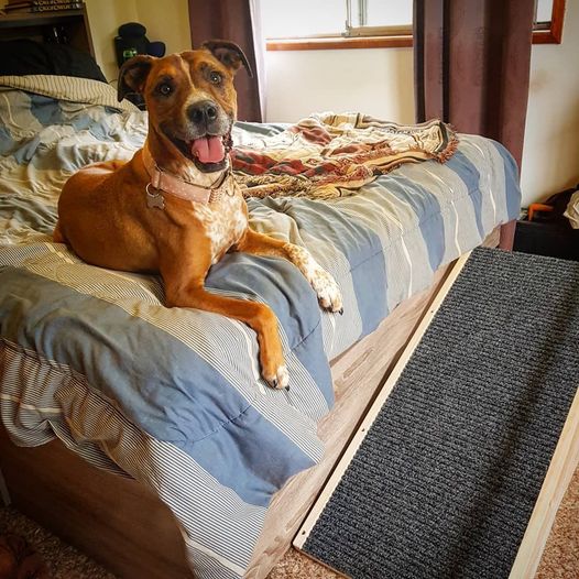 Dashie Dog Ramps - Australian Made Dog Ramps