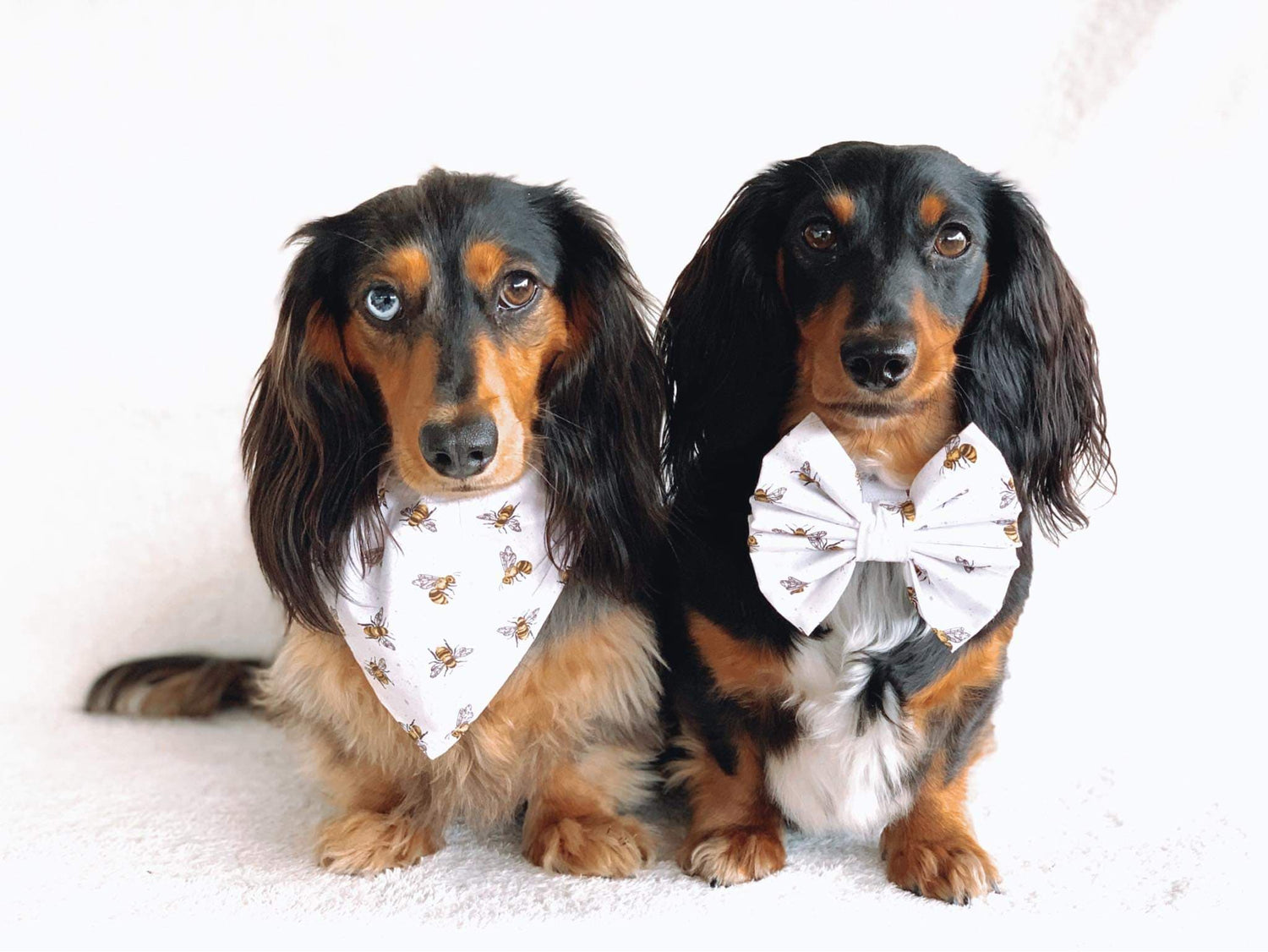 About Us – Dashie Dog Ramps