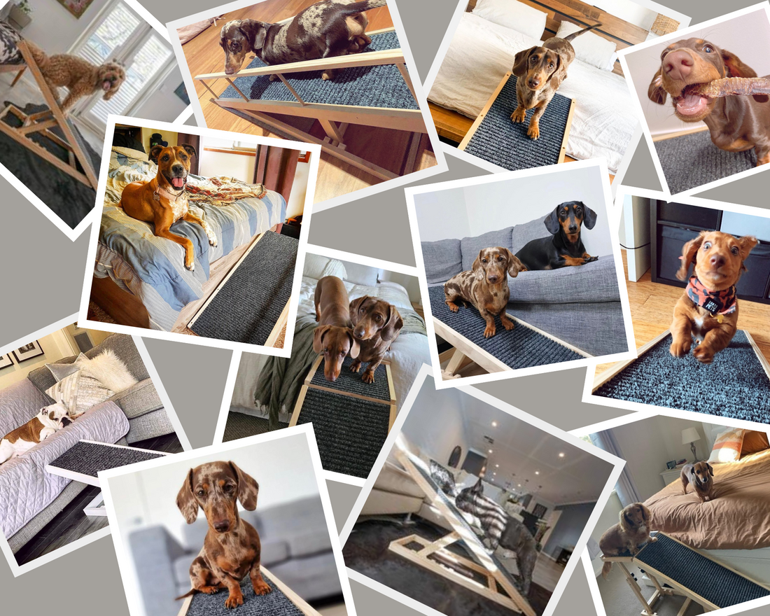 Dashie Dog Ramps - Australian Made Dog Ramps