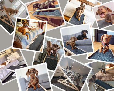 Dashie Dog Ramps - Australian Made Dog Ramps